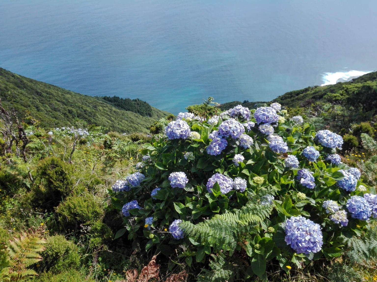Hydrangeas – a symbol of the Azores? - Milena Dąbrowska